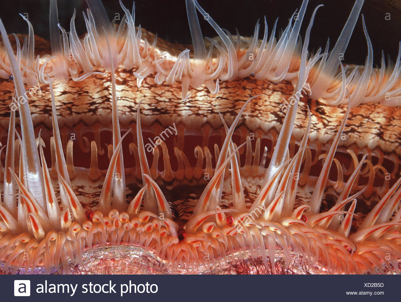 Scallop Eyes High Resolution Stock Photography and Images - Alamy