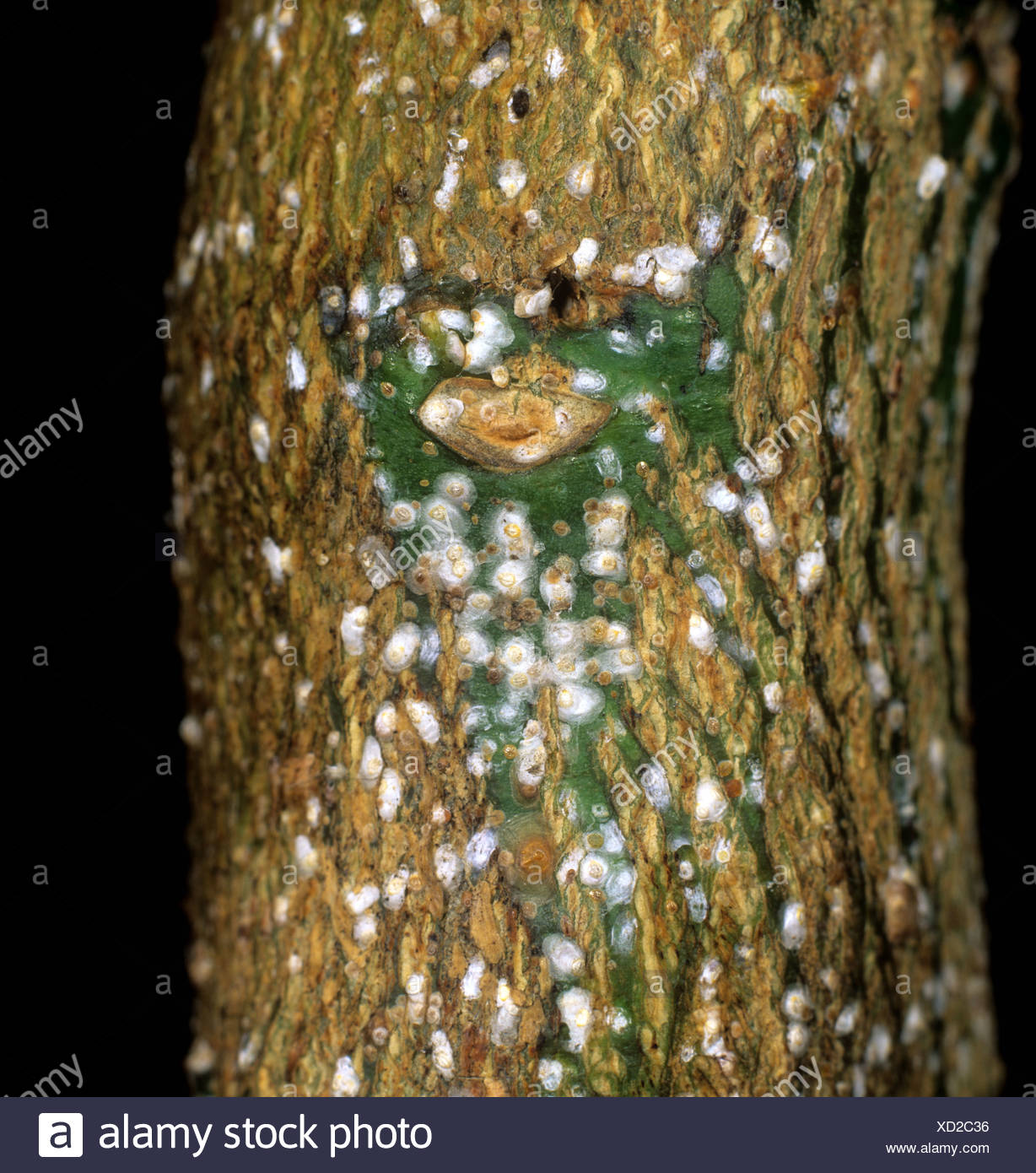 Aspidiotus High Resolution Stock Photography and Images - Alamy