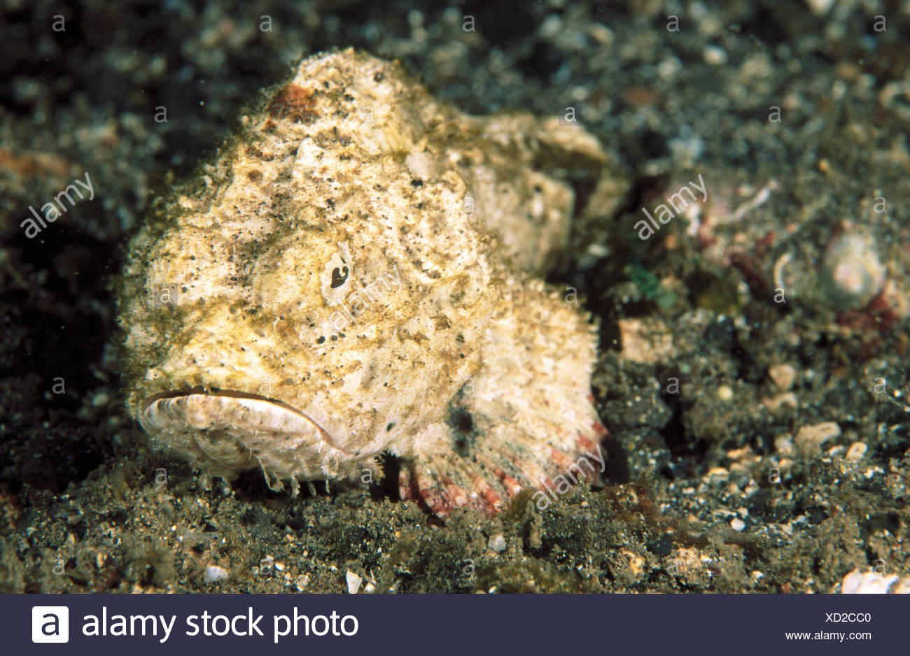 Humpbacked Stock Photos & Humpbacked Stock Images - Alamy