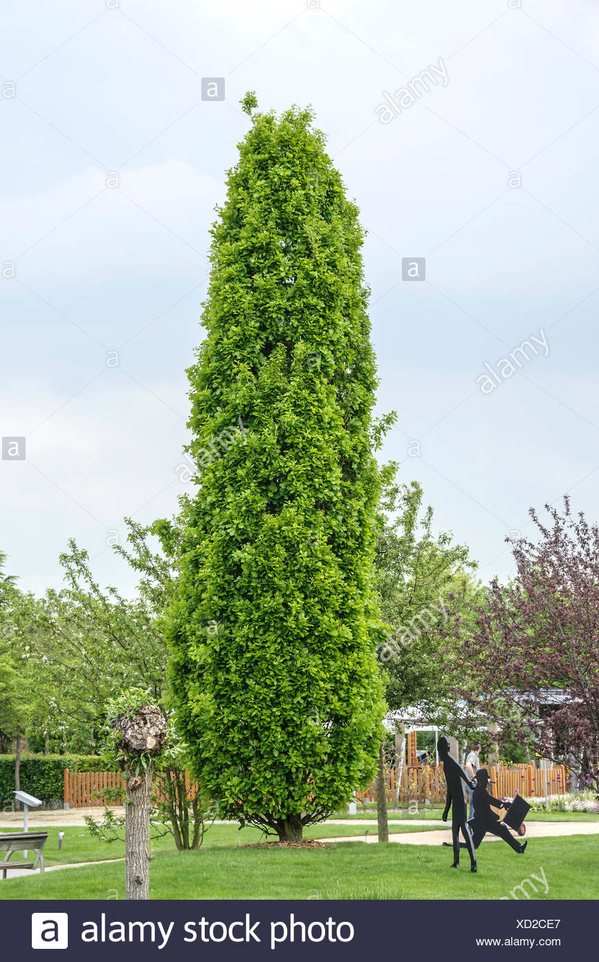 Columnar Shaped High Resolution Stock Photography and Images - Alamy