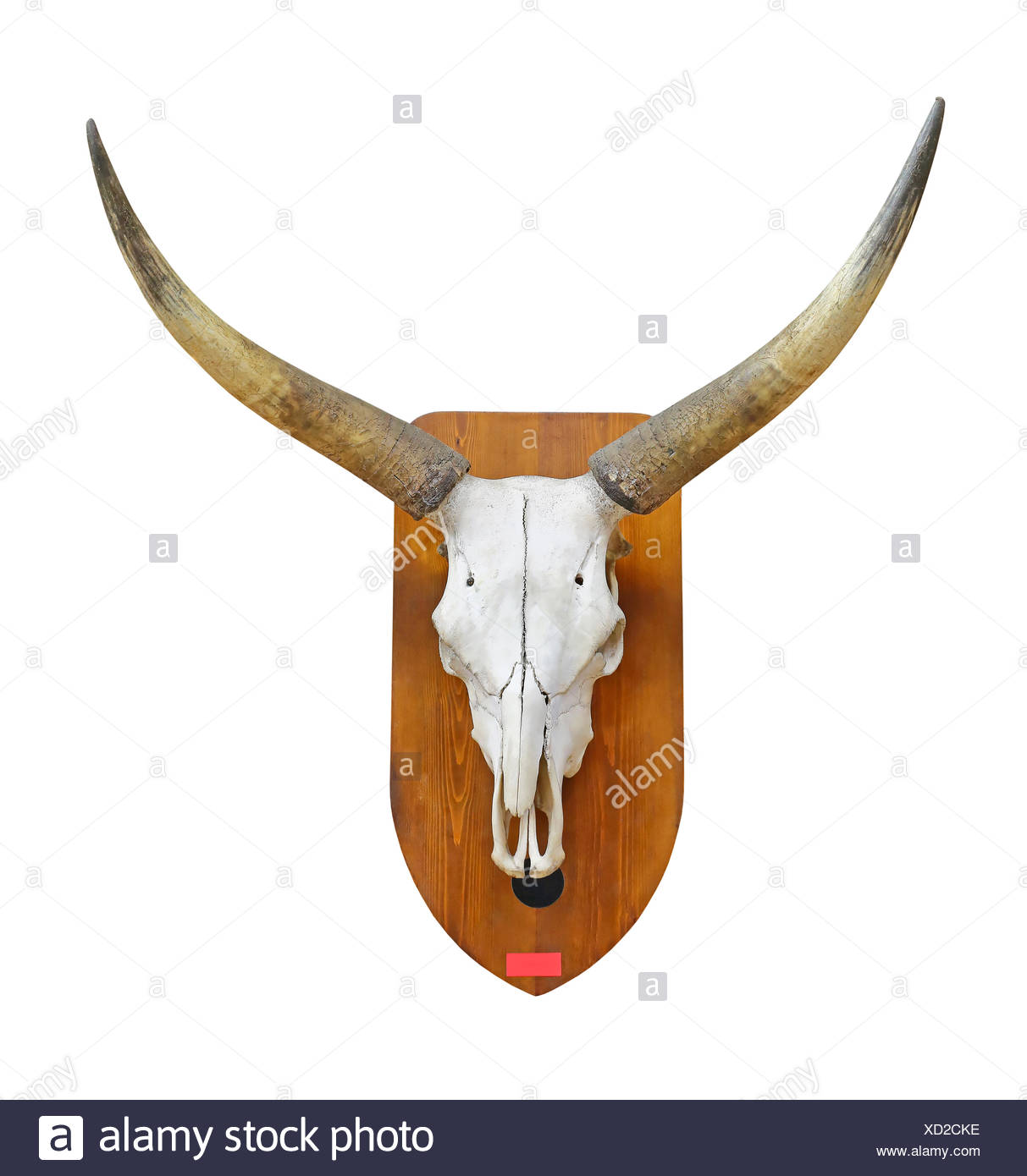 Scary Skull Stock Photos & Scary Skull Stock Images - Alamy