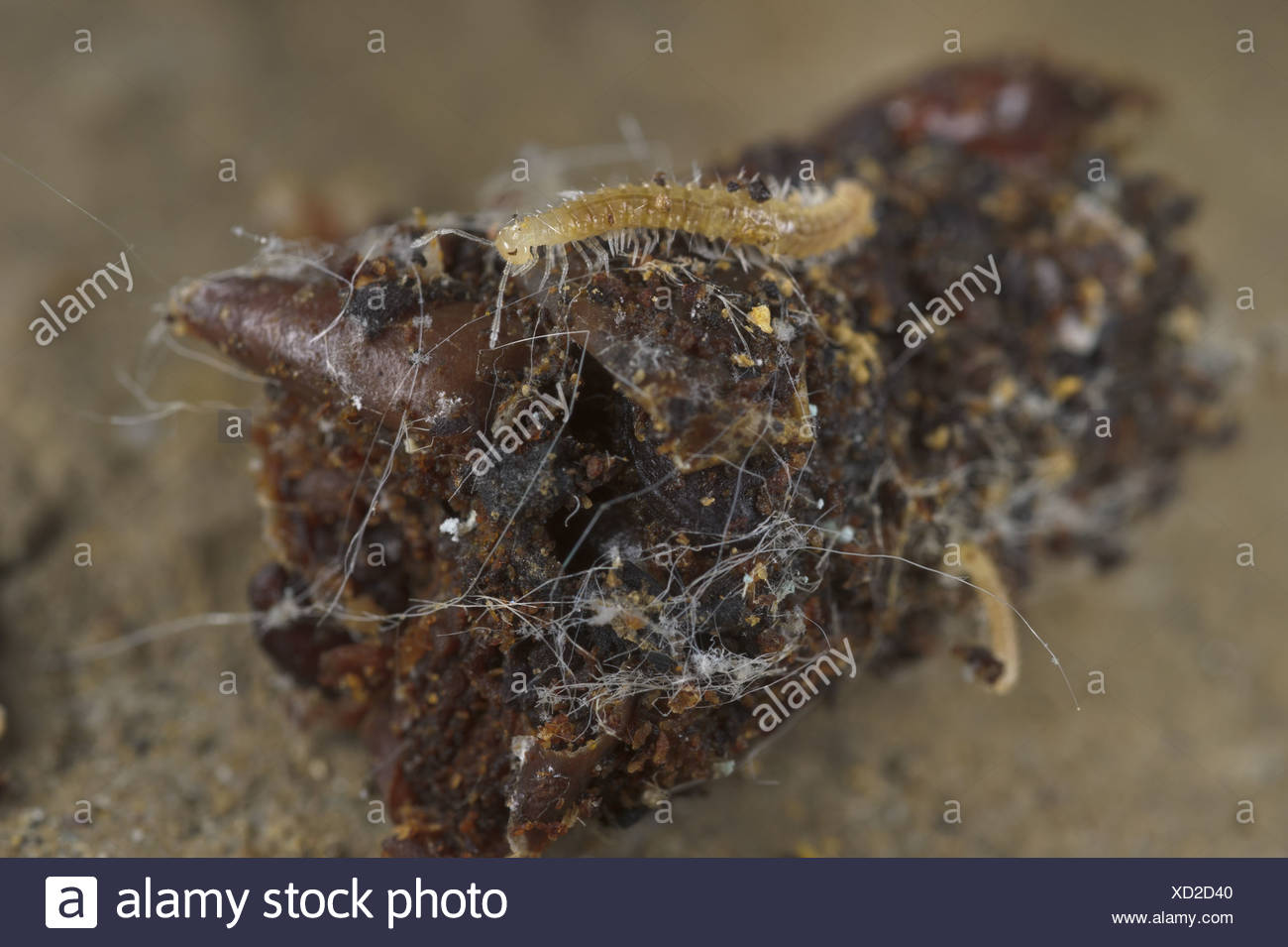 Fox Poo Faeces High Resolution Stock Photography and Images - Alamy