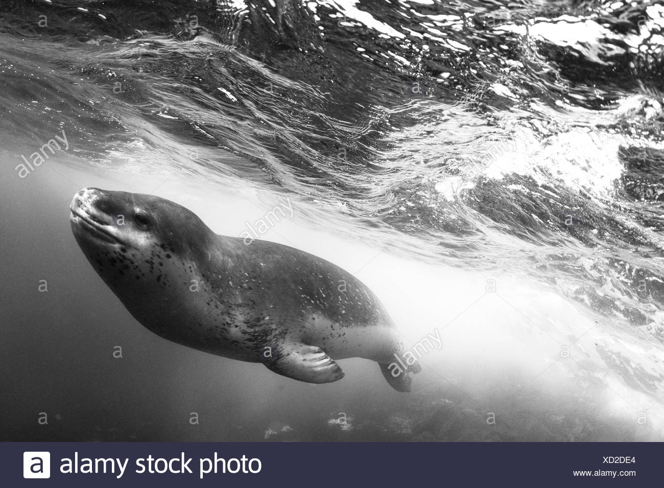 Leopard Seal Underwater High Resolution Stock Photography and Images ...