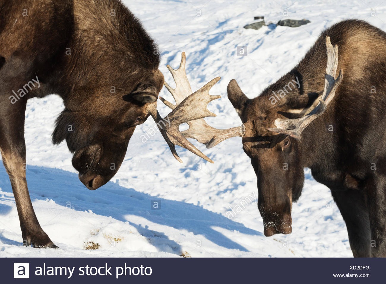 Fighting Moose High Resolution Stock Photography and Images - Alamy