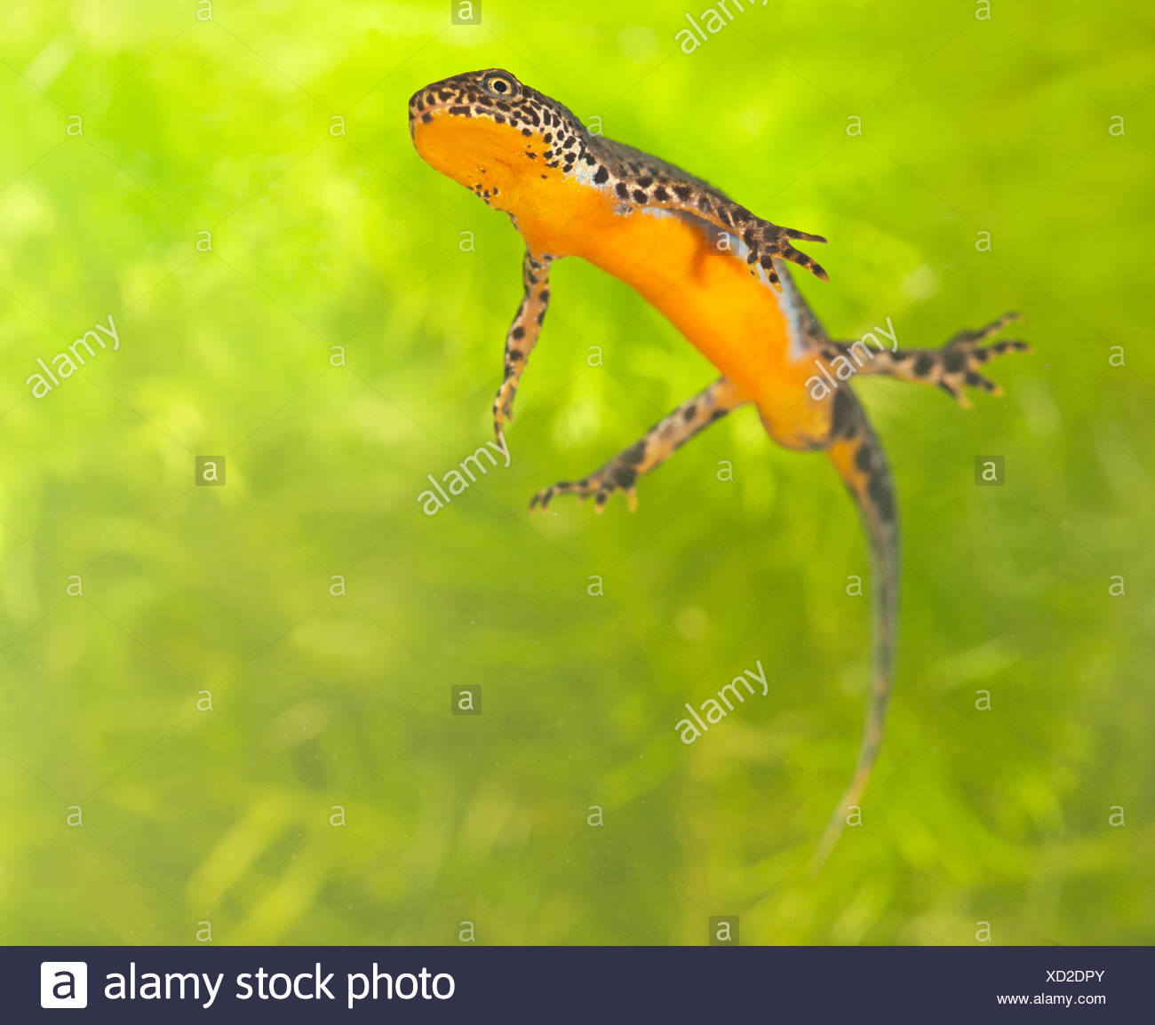 Newt Swimming High Resolution Stock Photography and Images - Alamy