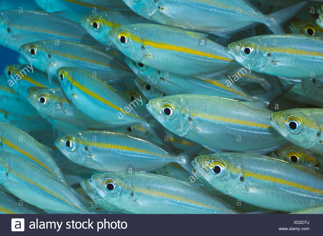 Raja Empat High Resolution Stock Photography and Images - Alamy