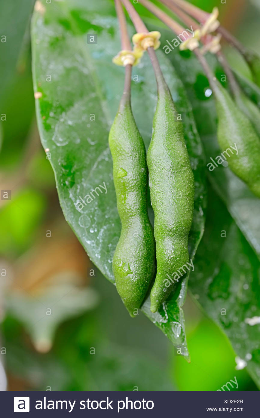 Cola Acuminata Stock Photos & Cola Acuminata Stock Images - Alamy
