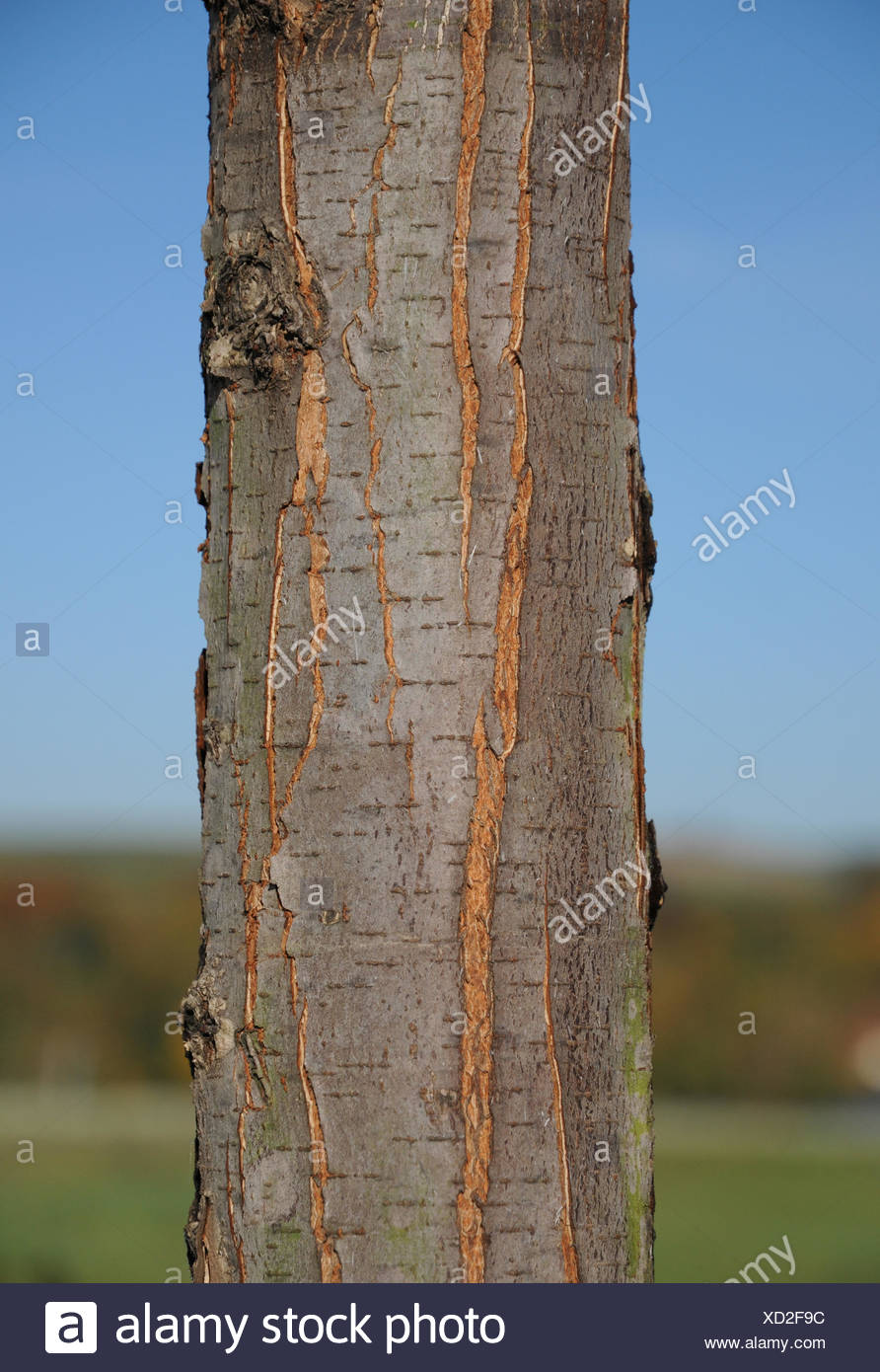 Elm Tree Bark Stock Photos & Elm Tree Bark Stock Images - Alamy
