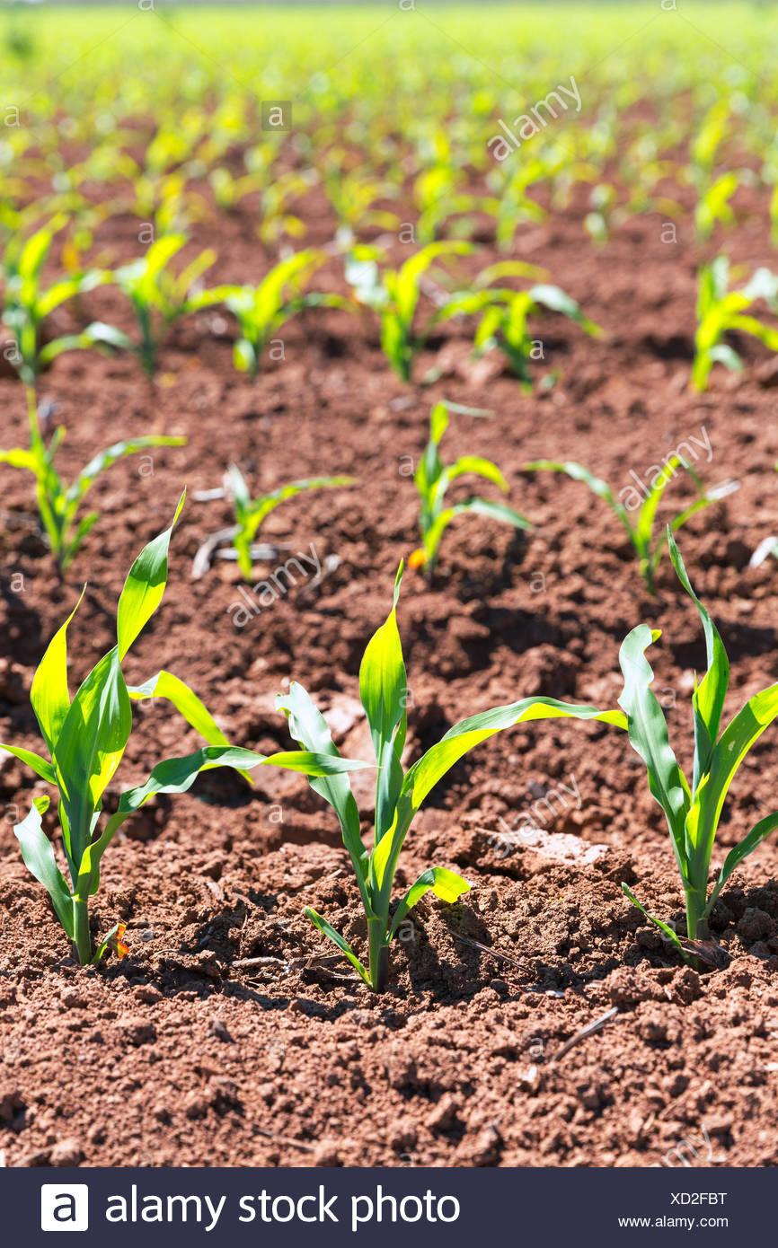 Corn Fields Usa High Resolution Stock Photography and Images - Alamy