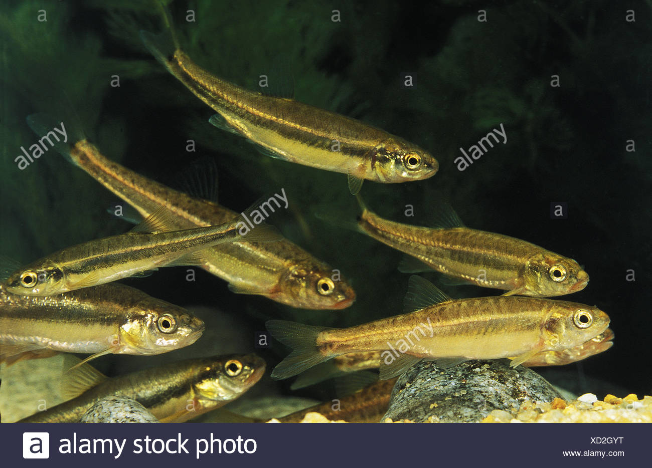 Minnow Phoxinus Phoxinus High Resolution Stock Photography and Images ...