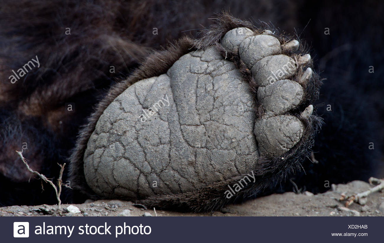Grizzlybaer High Resolution Stock Photography and Images - Alamy