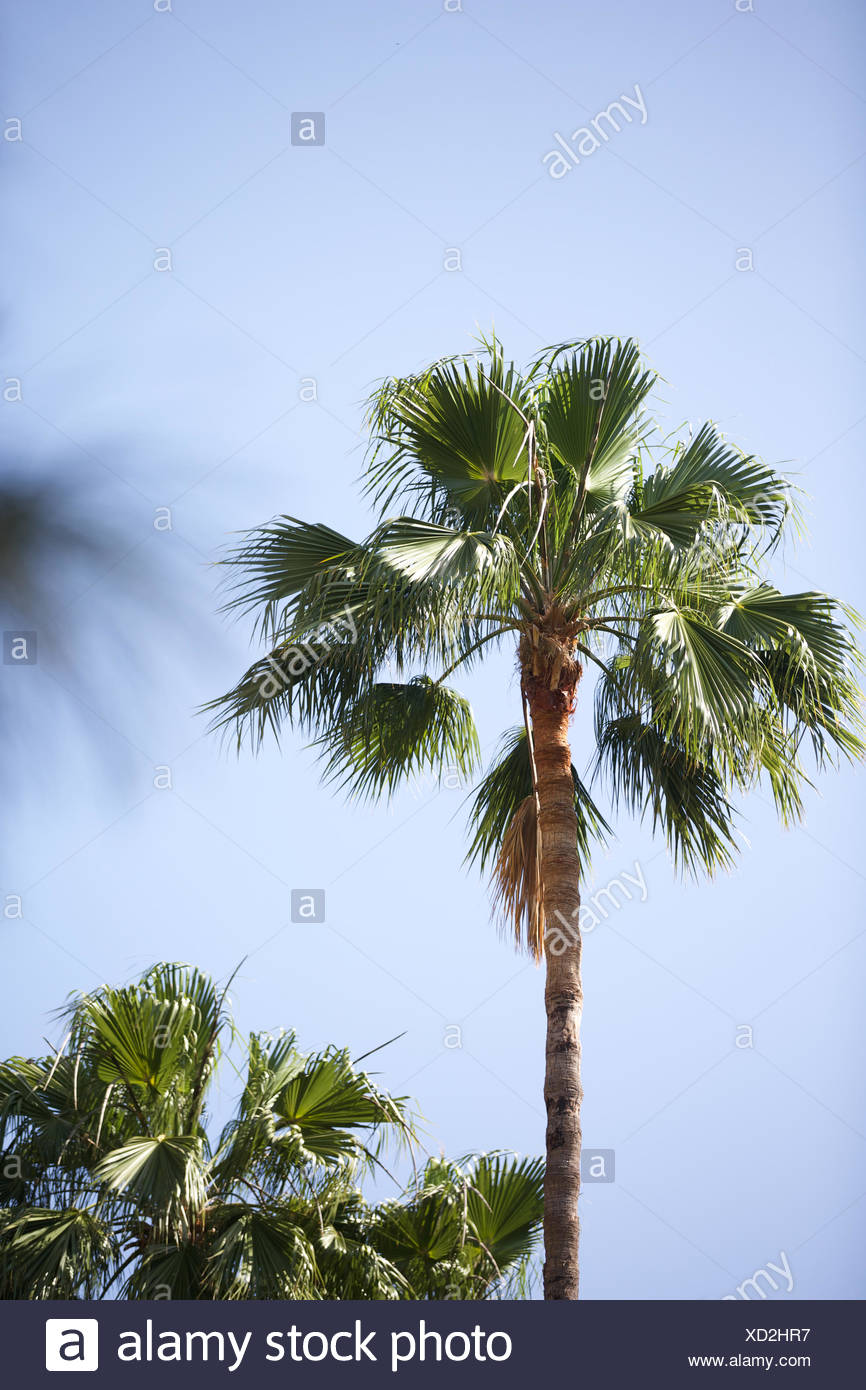 Palm Tree Fronds Growth High Resolution Stock Photography and Images ...