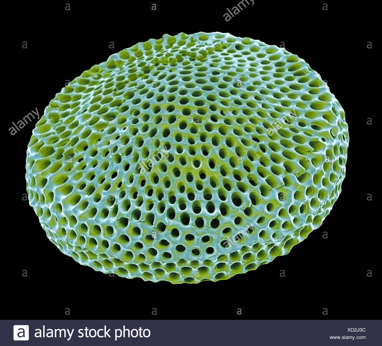 Protozoans High Resolution Stock Photography and Images - Alamy