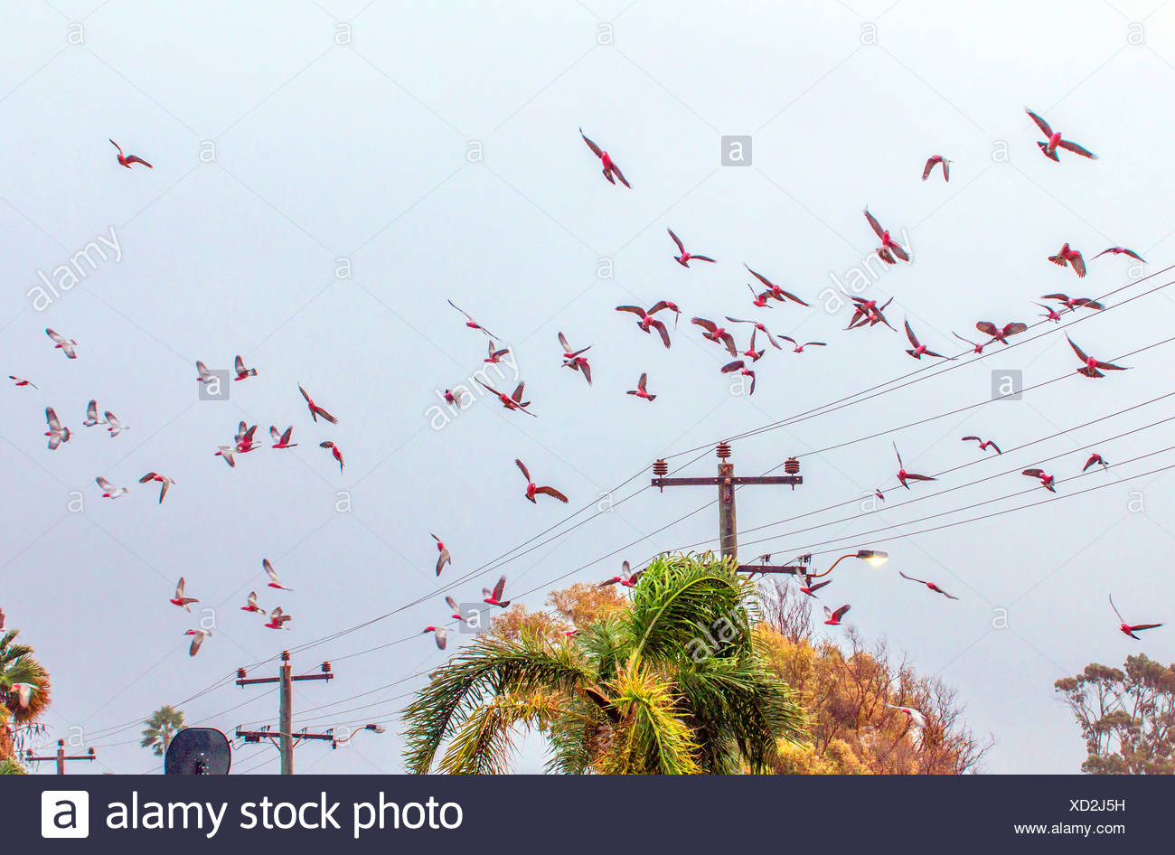 Flock Flying Up From A High Voltage Power Line High Resolution Stock ...