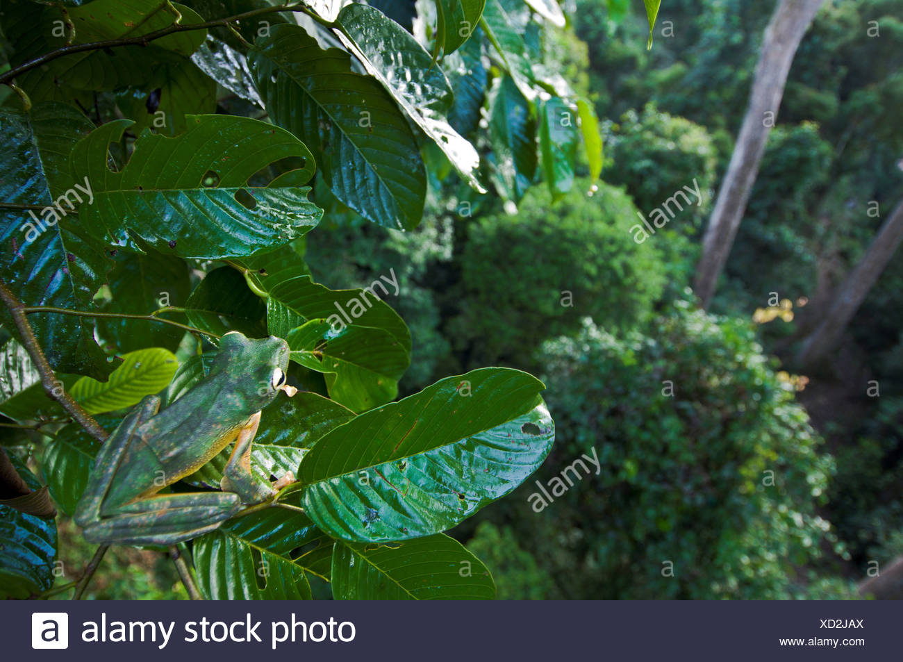 Wallaces Flying Frog Stock Photos & Wallaces Flying Frog Stock Images ...
