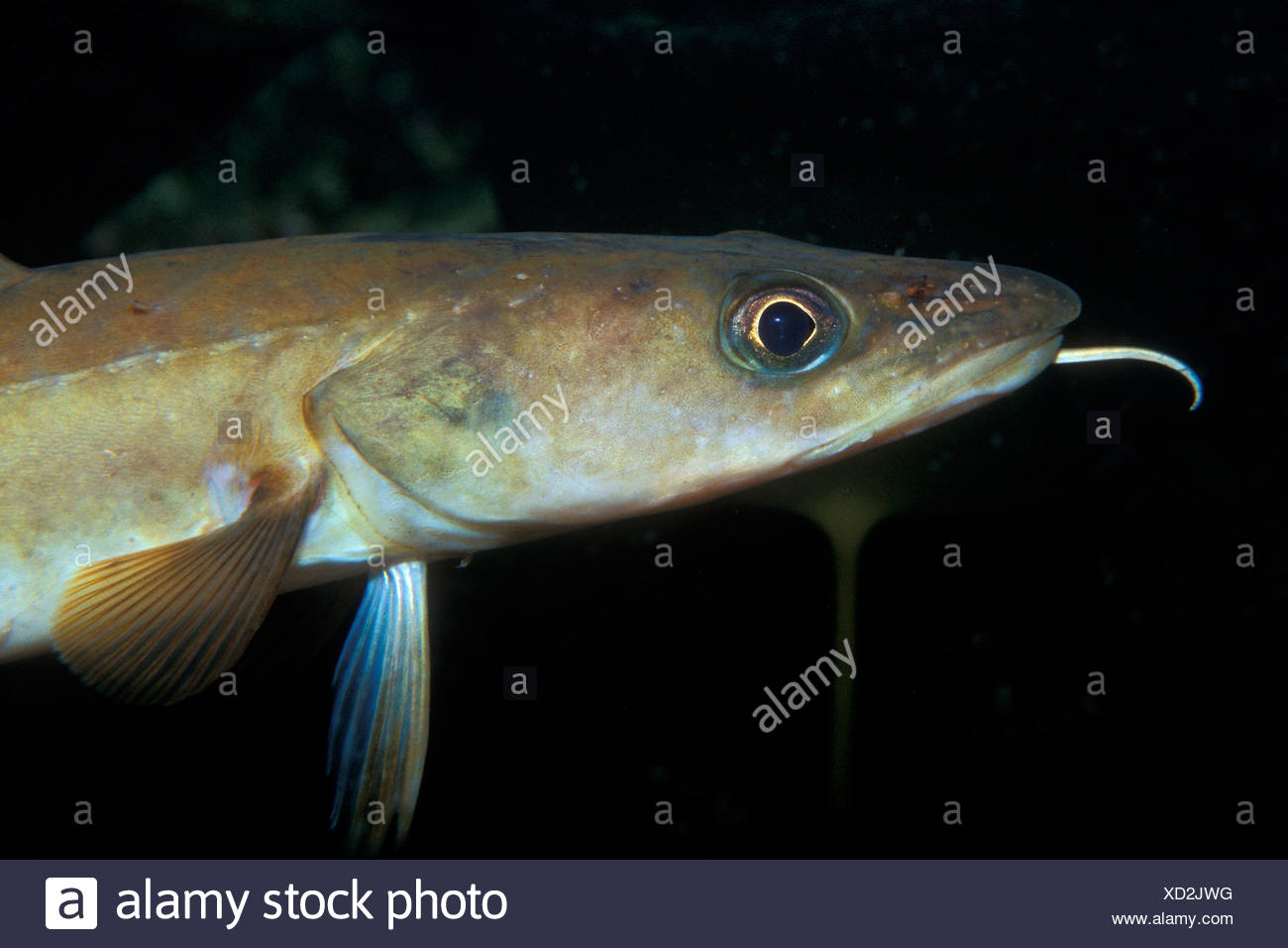 Ling Cod High Resolution Stock Photography and Images - Alamy