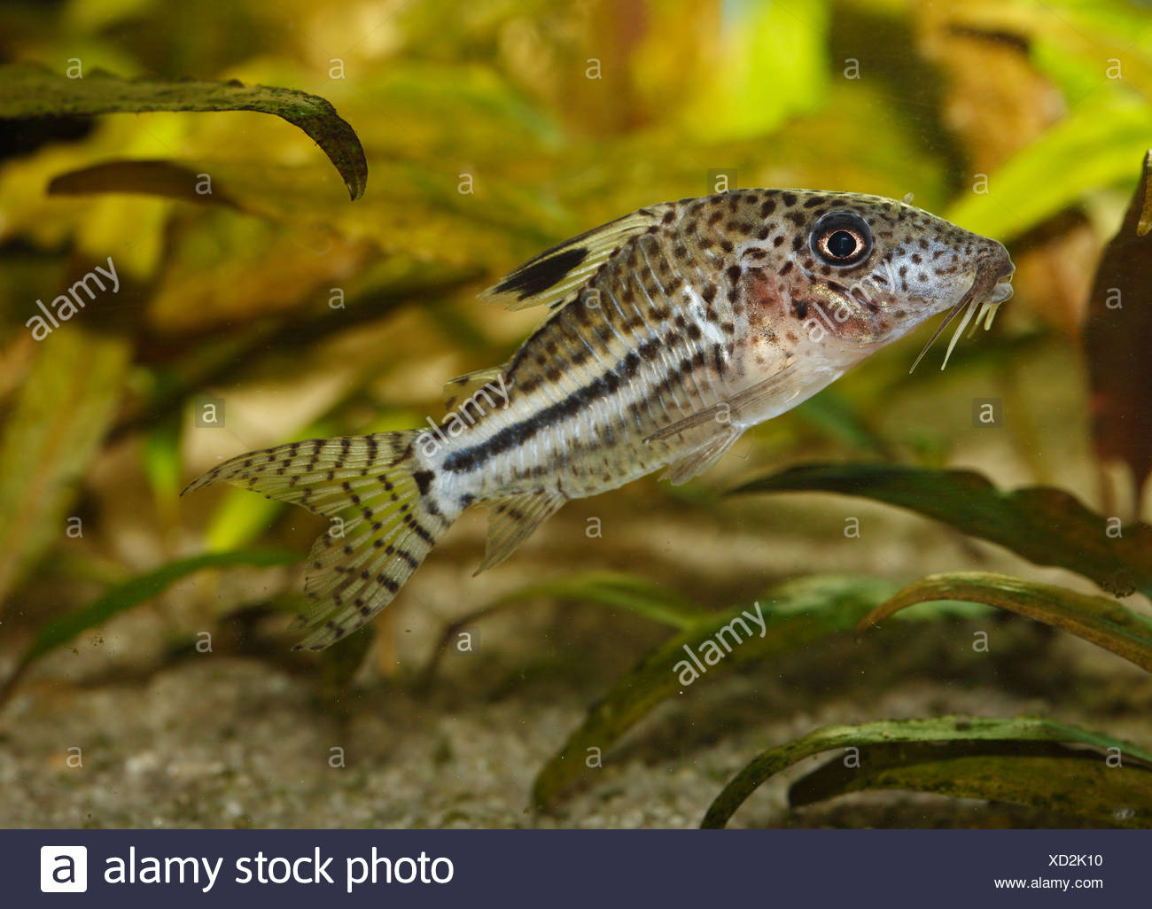 Corydoras High Resolution Stock Photography and Images - Alamy