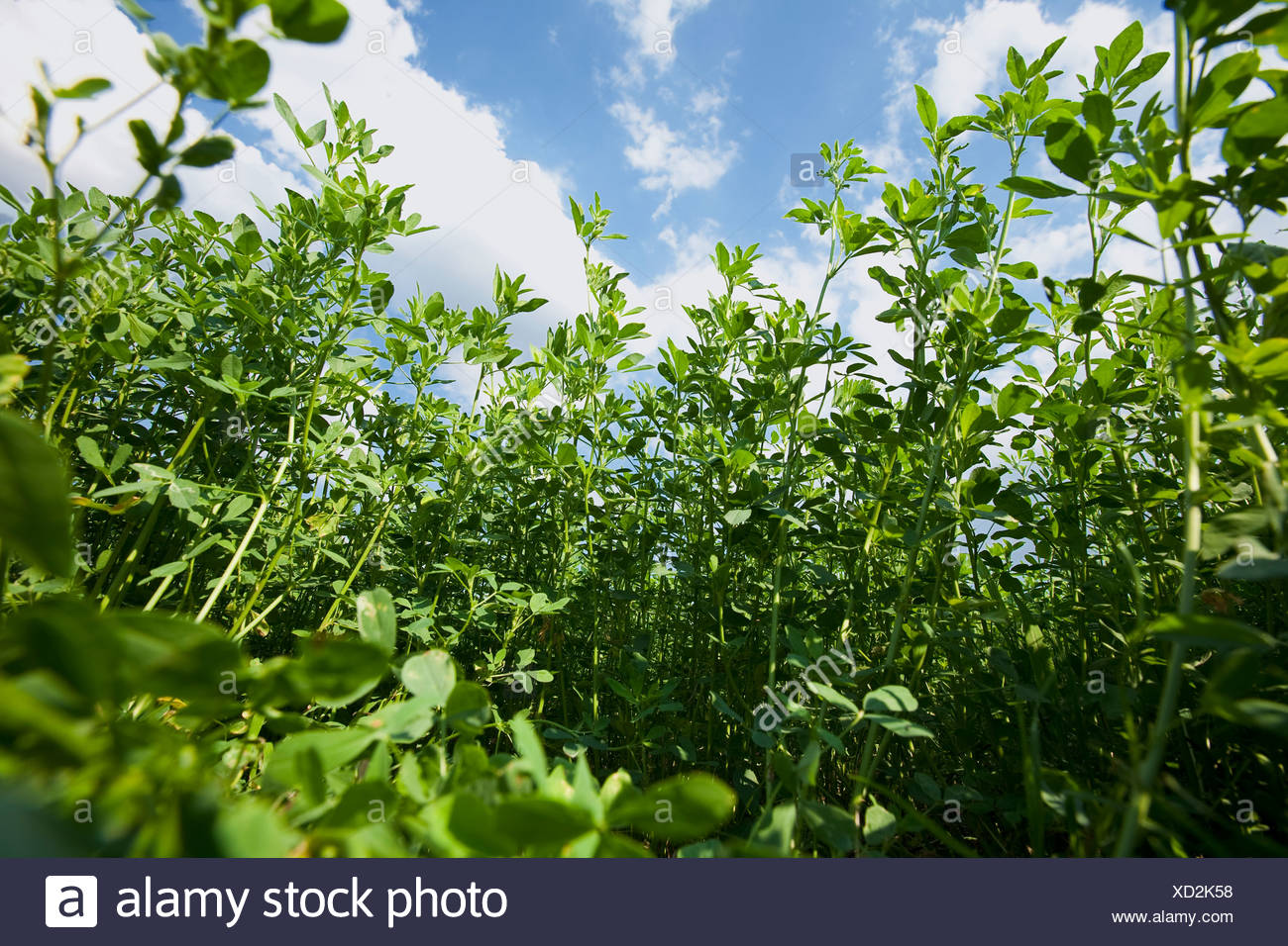 Alfalfa Crop Stock Photos & Alfalfa Crop Stock Images - Alamy