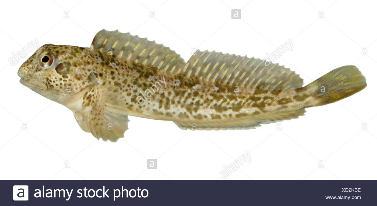 Lipophrys Pholis Stock Photos & Lipophrys Pholis Stock Images - Alamy