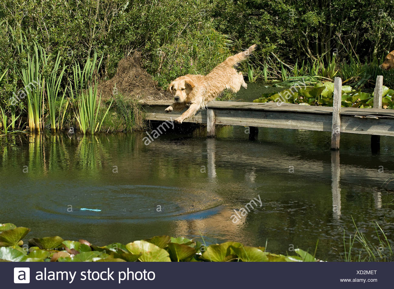 Dog Jumping Into Water High Resolution Stock Photography and Images - Alamy