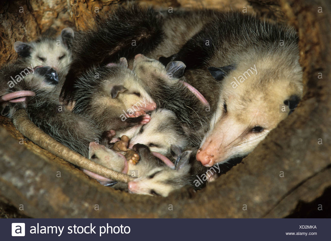 Opossums Stock Photos & Opossums Stock Images - Alamy