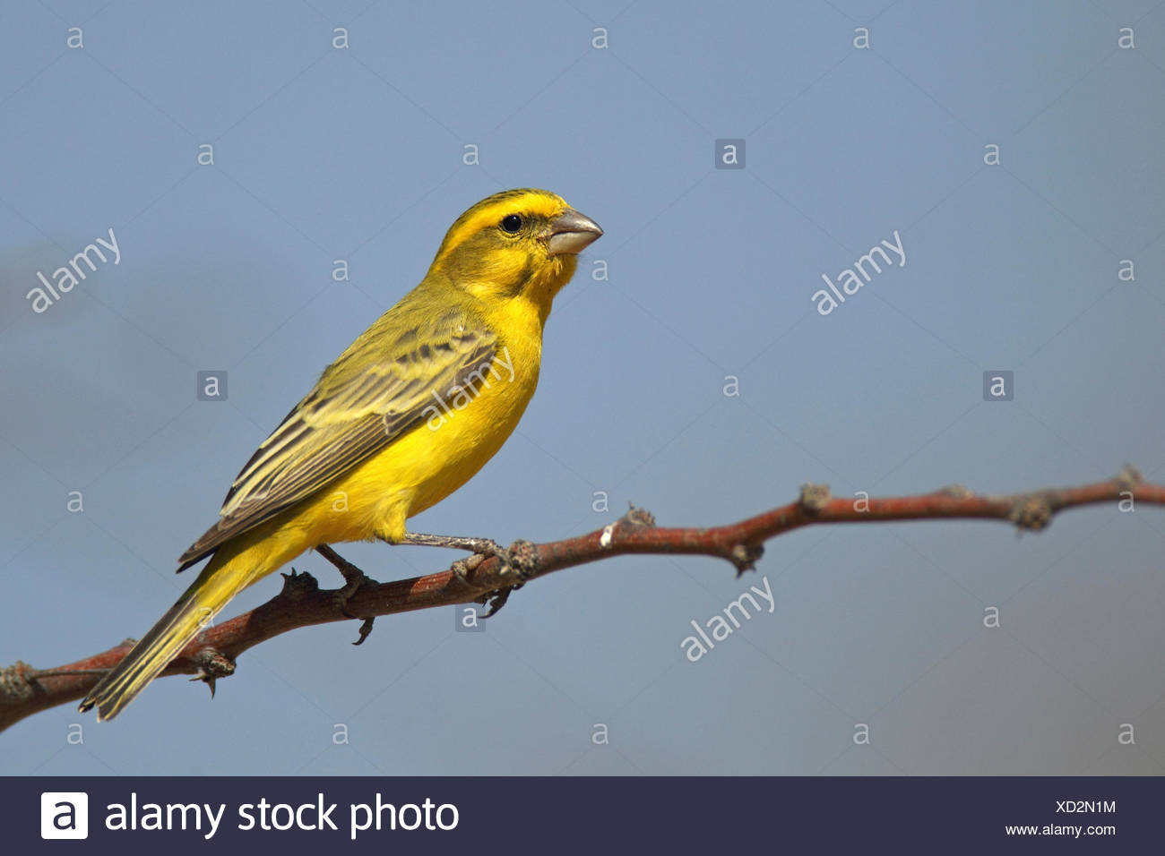 Canary Sitting On Branch Stock Photos & Canary Sitting On Branch Stock ...