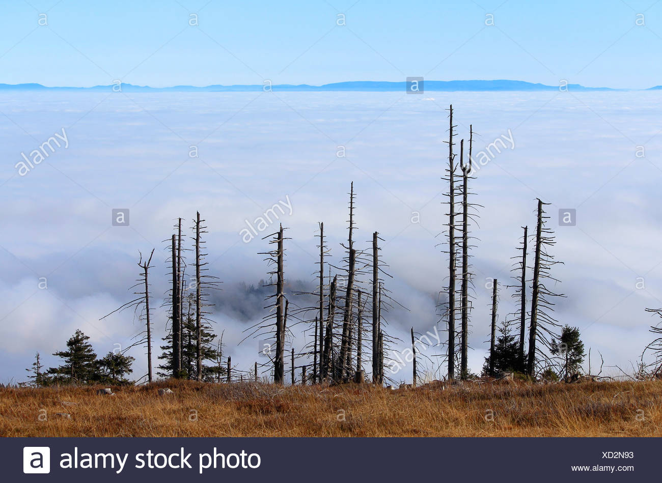 Germany Black Forest Acid Rain High Resolution Stock Photography and ...