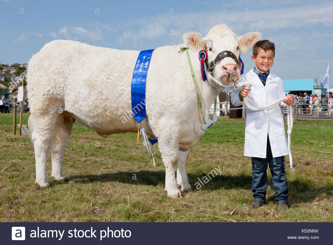Prize Cow Stock Photos & Prize Cow Stock Images - Alamy
