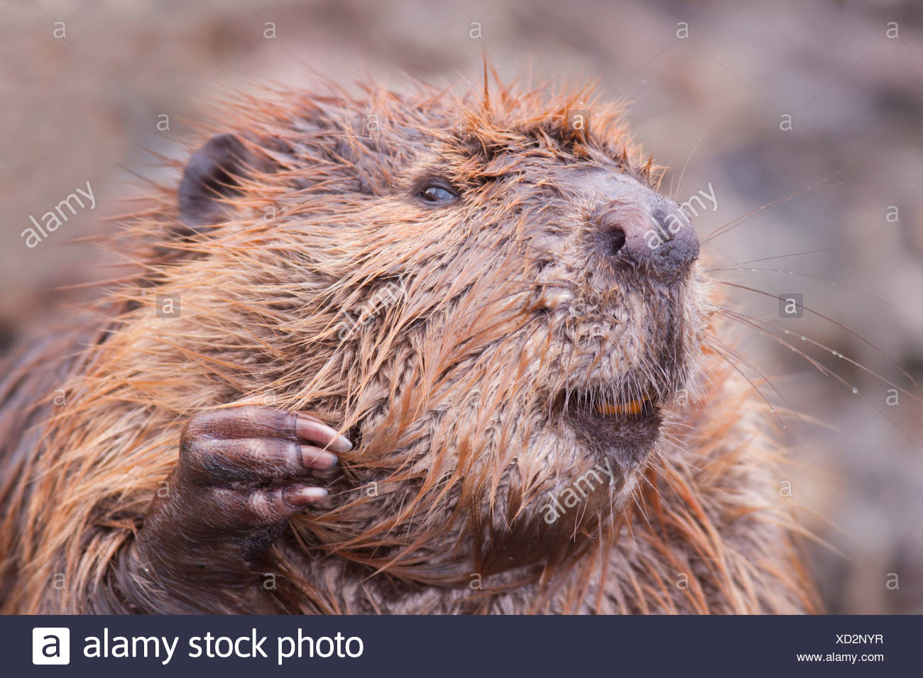 Beaver Cute Stock Photos & Beaver Cute Stock Images - Alamy