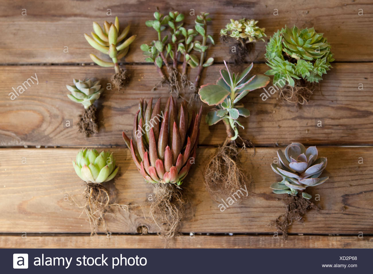 Succulent With Roots High Resolution Stock Photography and Images - Alamy