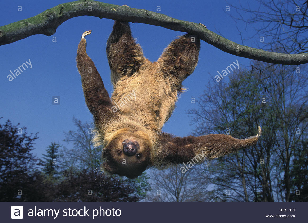 Upside Down Sloth High Resolution Stock Photography and Images - Alamy