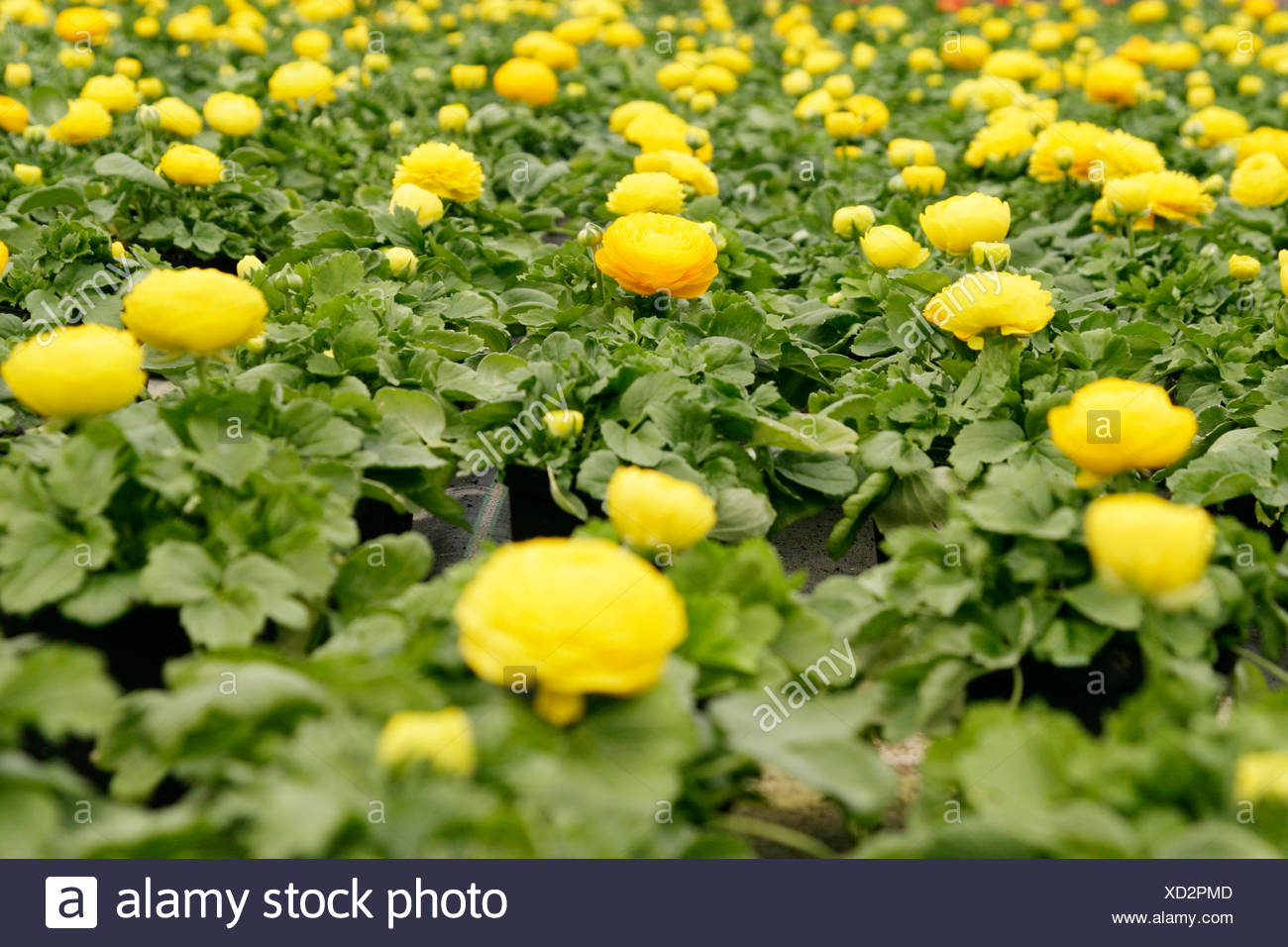 Plaint Stock Photos & Plaint Stock Images - Alamy