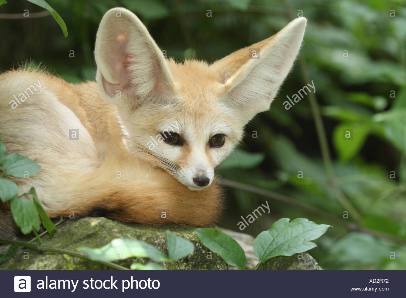Fennek Fox High Resolution Stock Photography and Images - Alamy