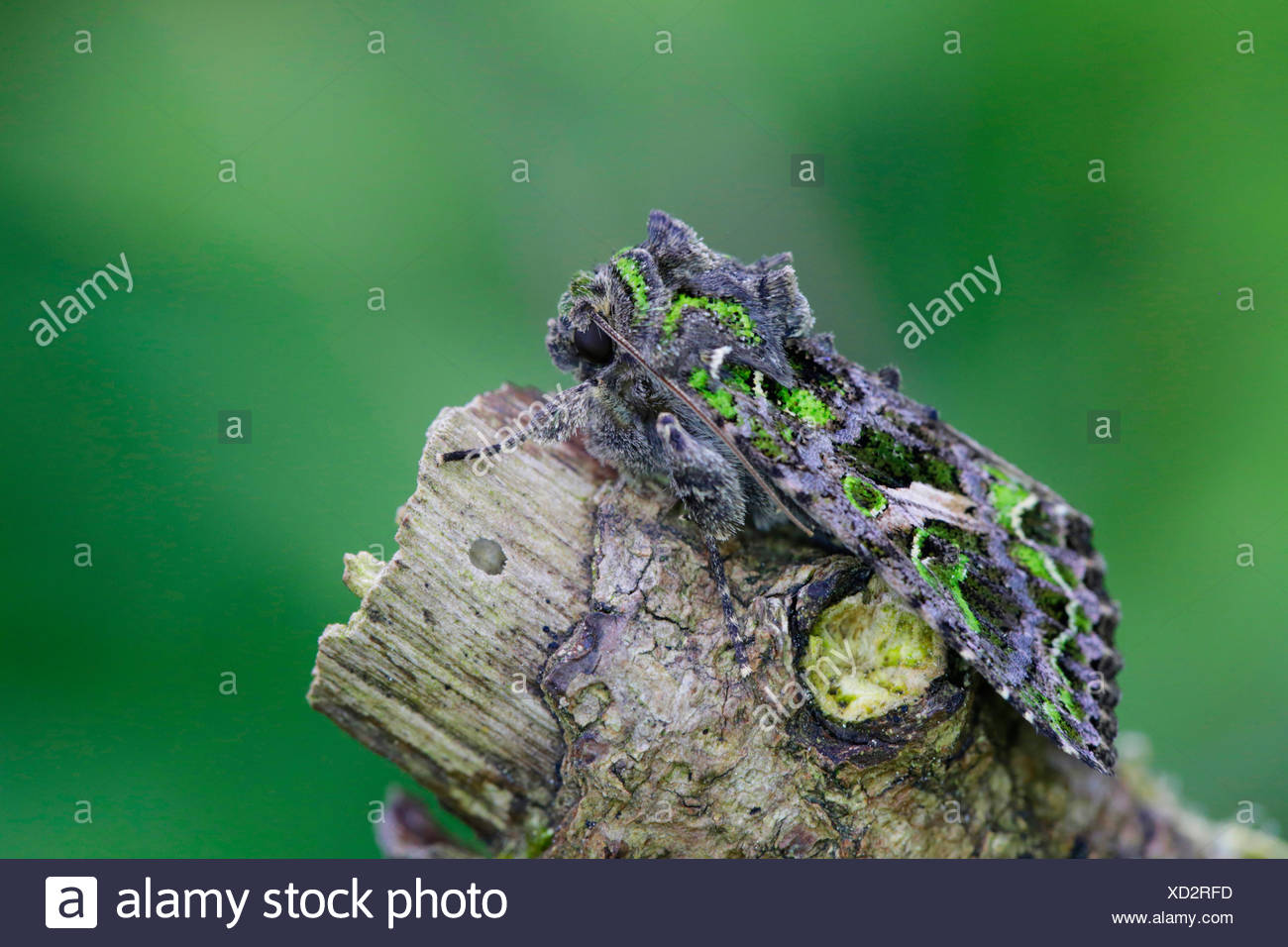 Orache Moths High Resolution Stock Photography and Images - Alamy