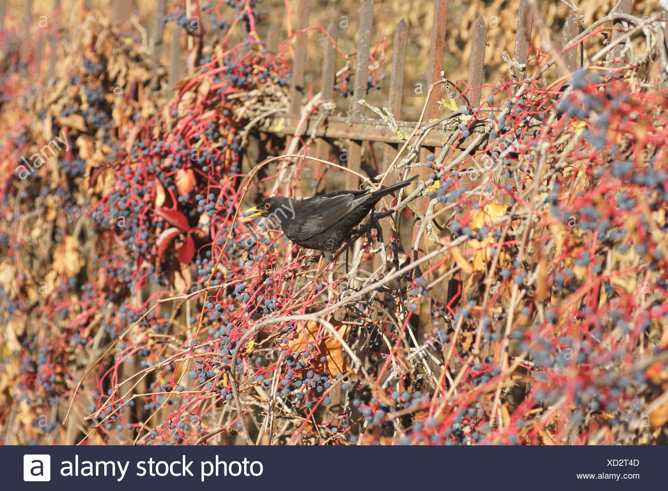 Creeper Animal High Resolution Stock Photography and Images - Alamy