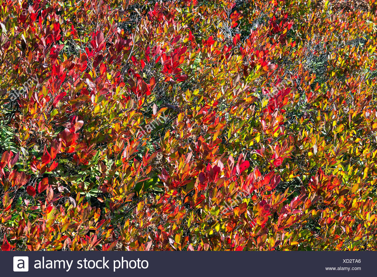 Groundcover Ground Cover High Resolution Stock Photography and Images ...