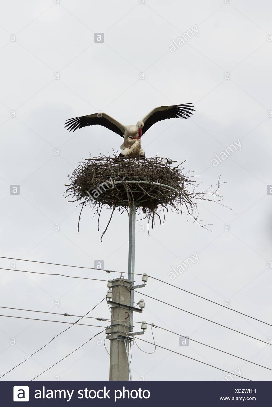 Two Birds Sitting In Nest High Resolution Stock Photography and Images ...