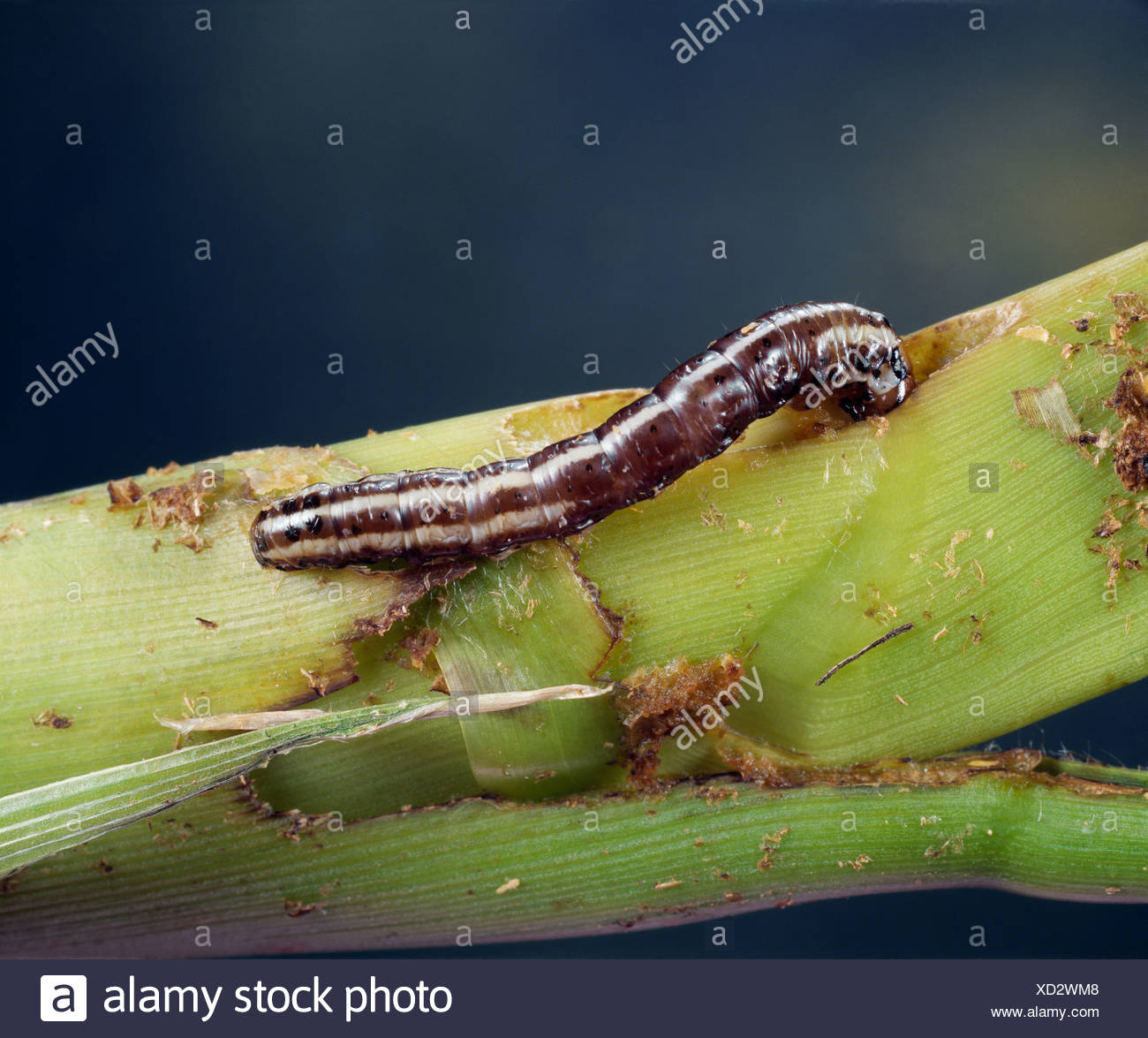 Borer Moth Stock Photos & Borer Moth Stock Images - Alamy