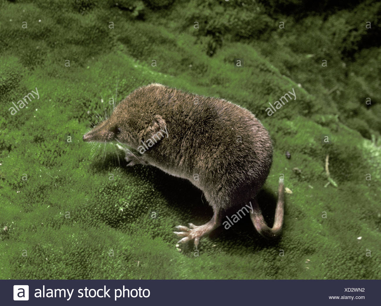 Pygmy Shrew High Resolution Stock Photography and Images - Alamy