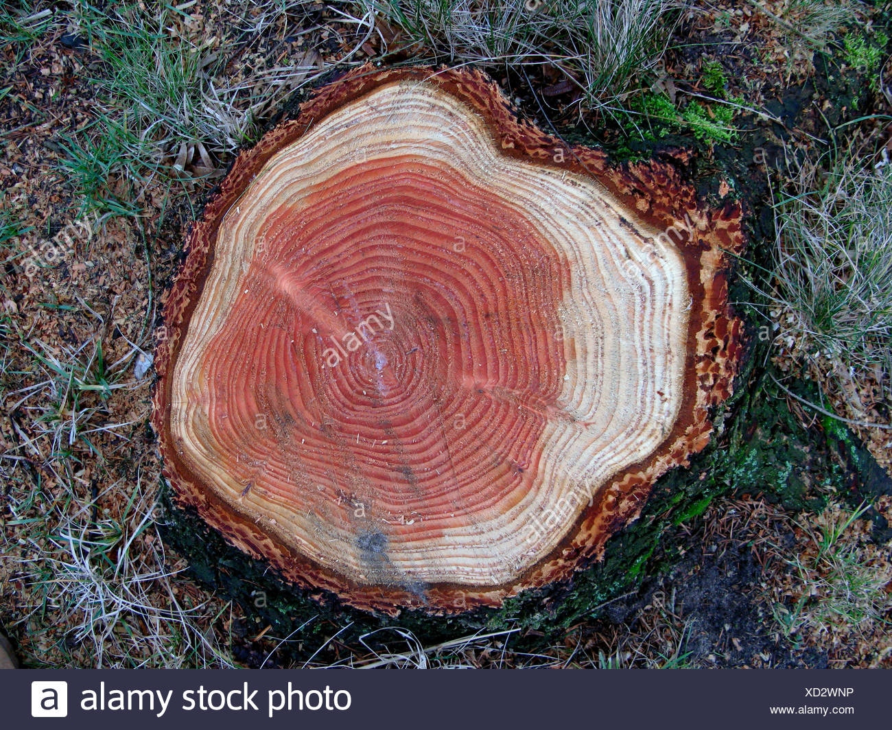 Conifer Stumps High Resolution Stock Photography and Images - Alamy