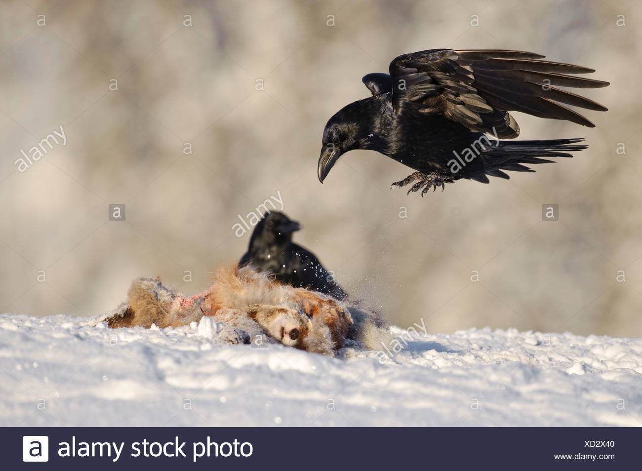 Common Raven Corvus Corax Hunting High Resolution Stock Photography and ...