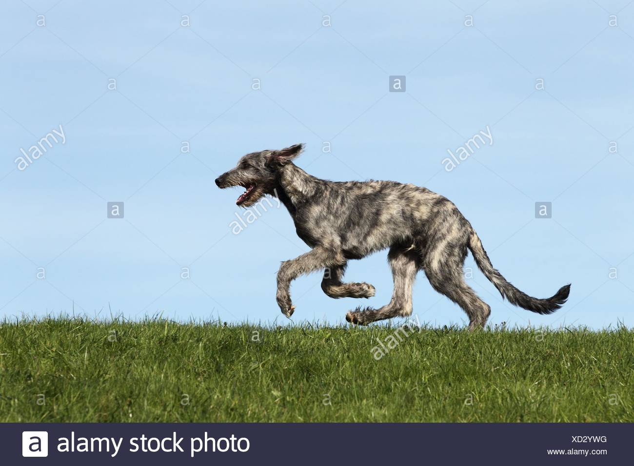 Irish Wolfhound High Resolution Stock Photography and Images - Alamy