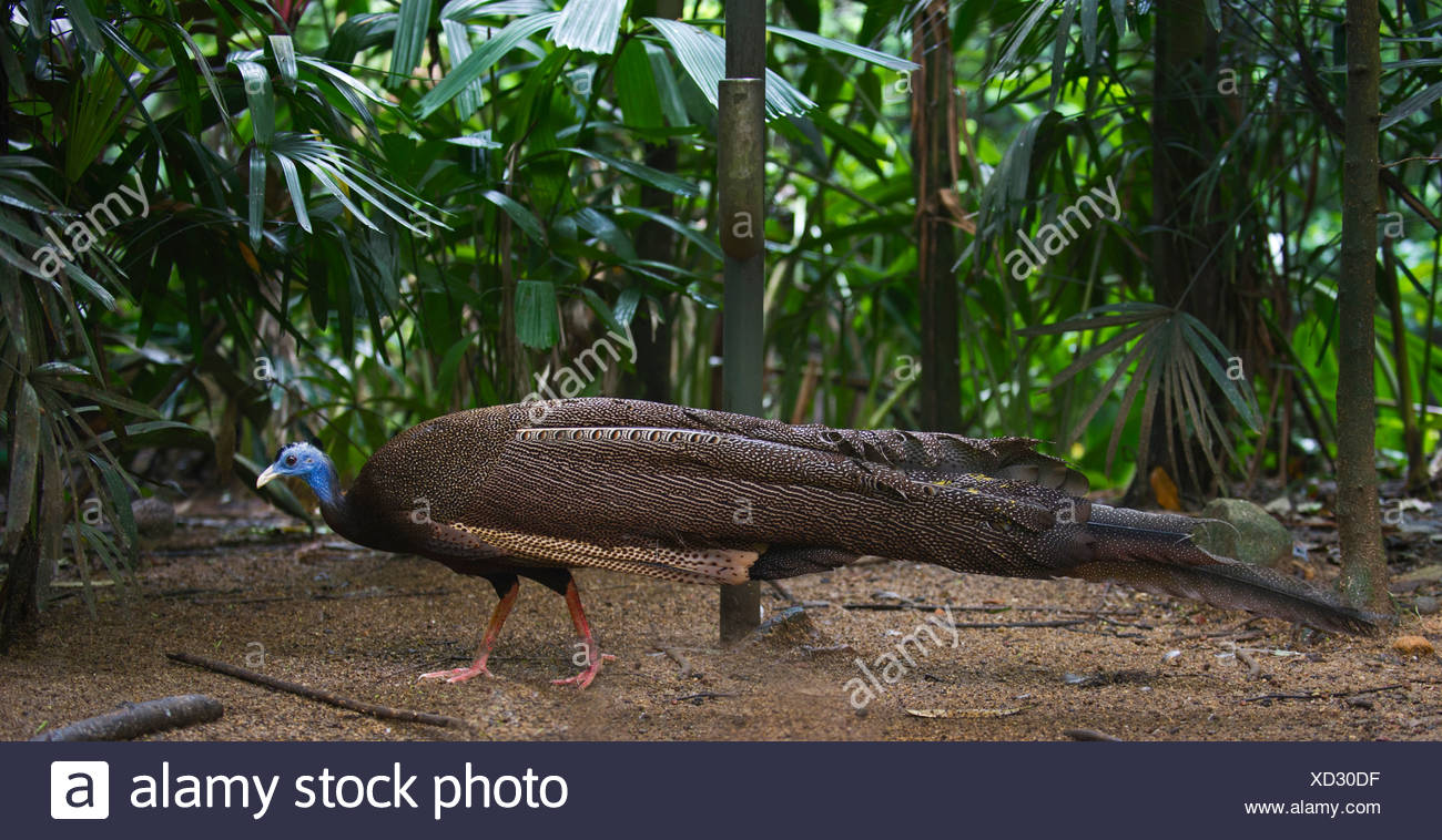 Argus Argus Pheasant Argusianus Argus High Resolution Stock Photography ...