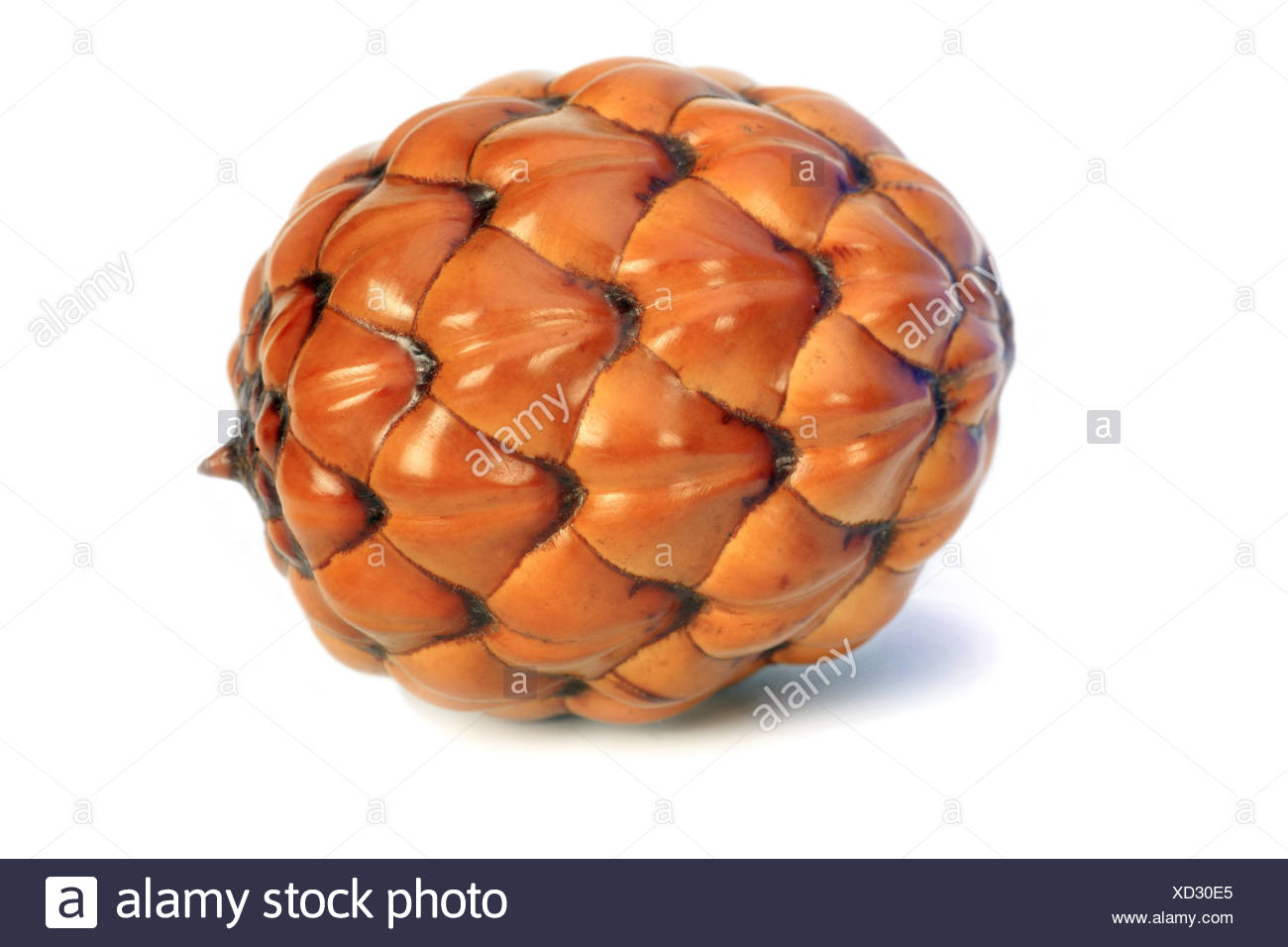 Farinifera High Resolution Stock Photography and Images - Alamy