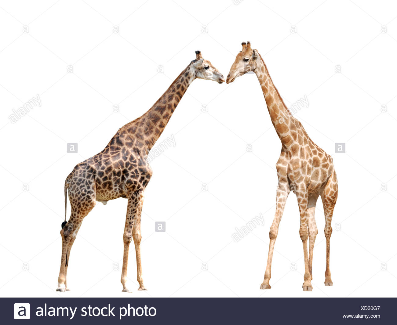 Giraffe Isolated High Resolution Stock Photography and Images - Alamy