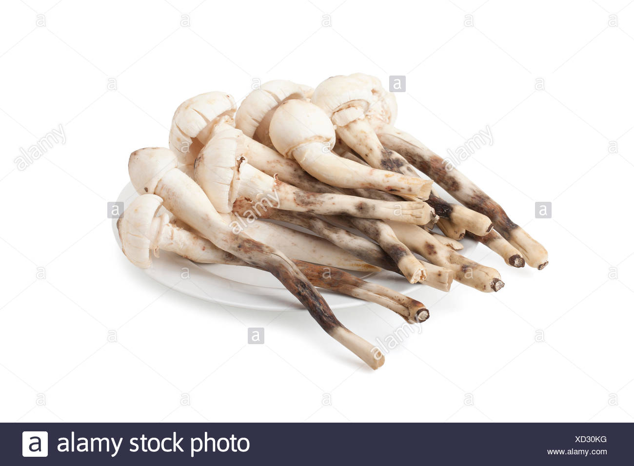 Termitomyces High Resolution Stock Photography and Images - Alamy