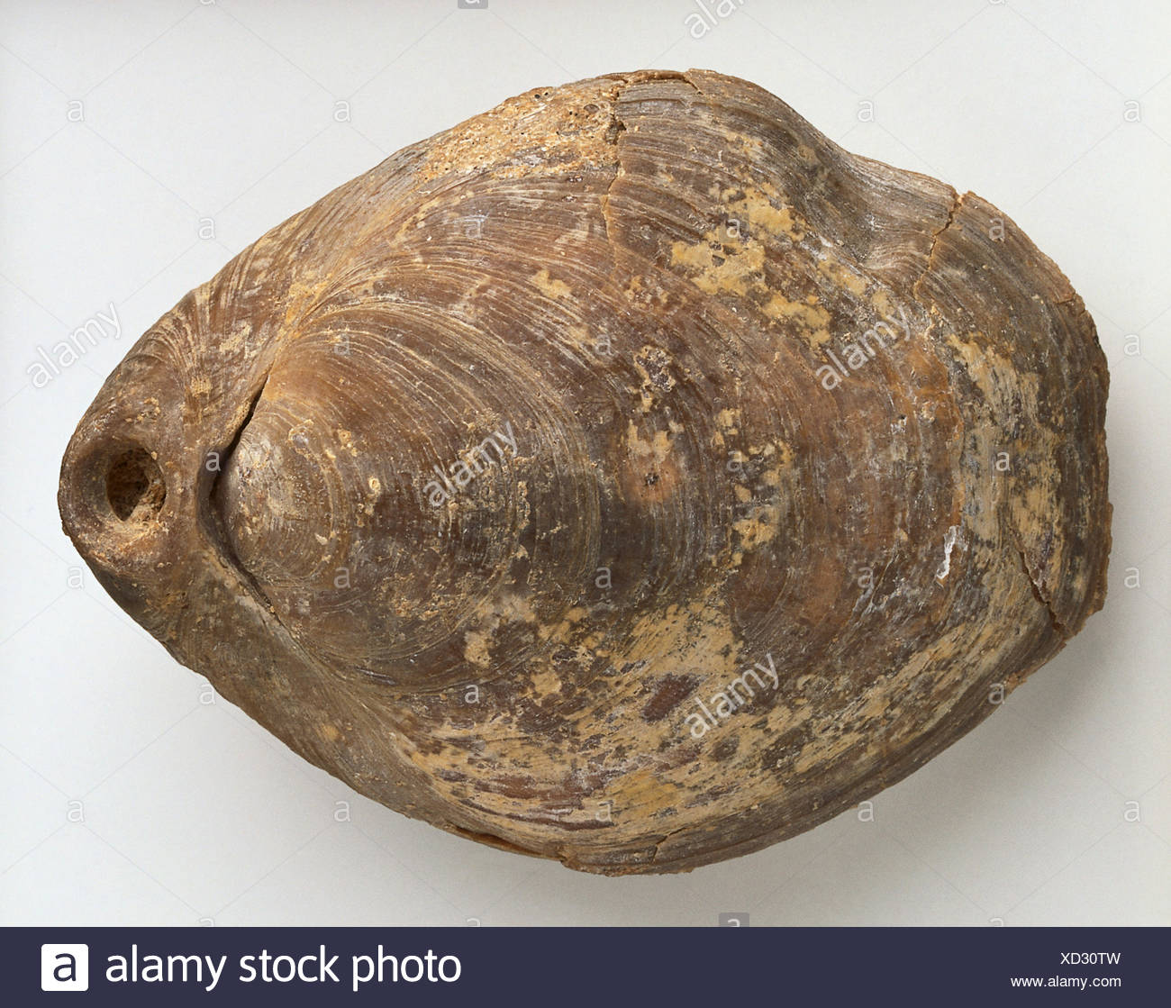 Brachiopod Shell High Resolution Stock Photography and Images - Alamy