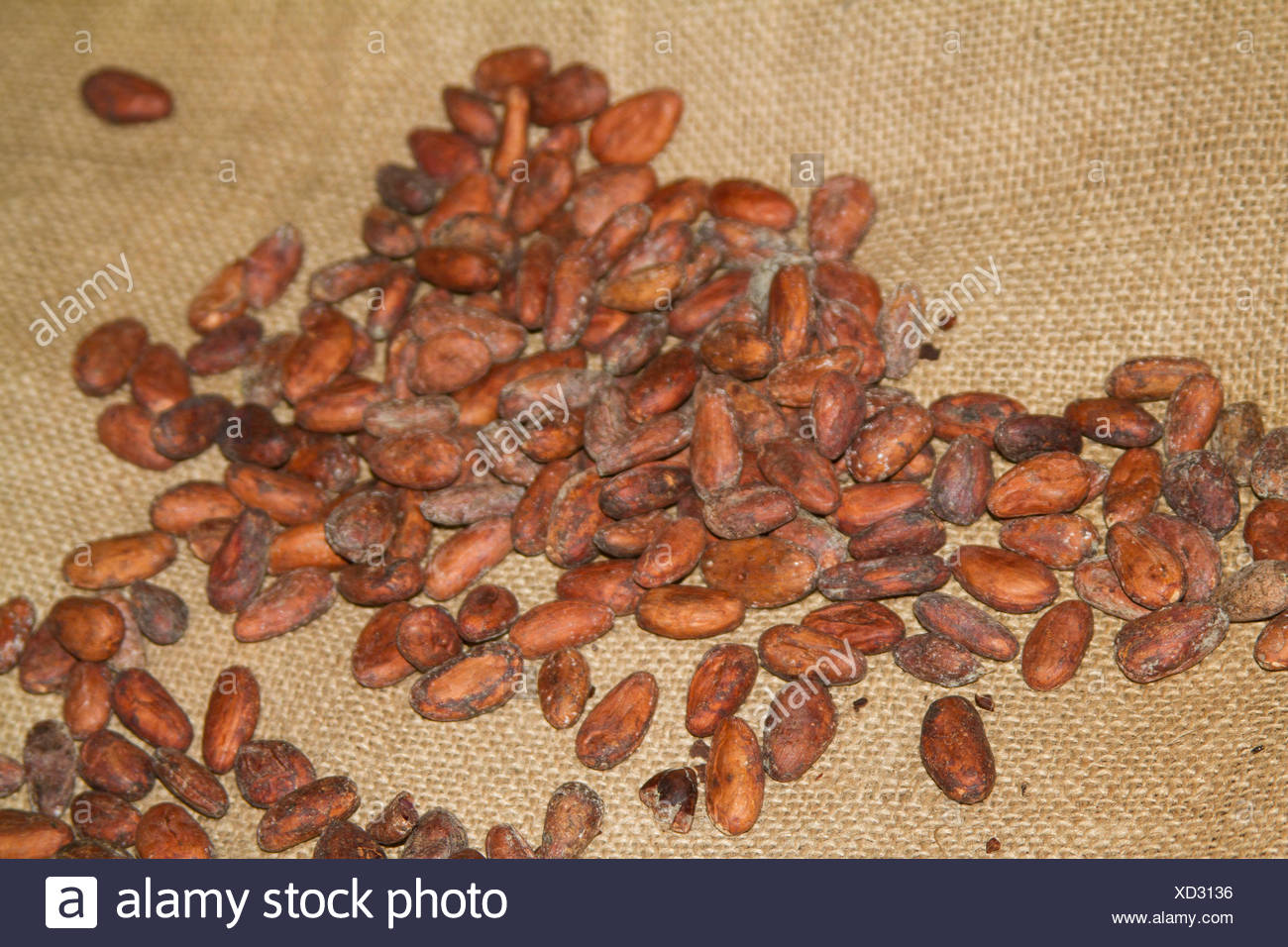 Cacao Beans High Resolution Stock Photography and Images - Alamy