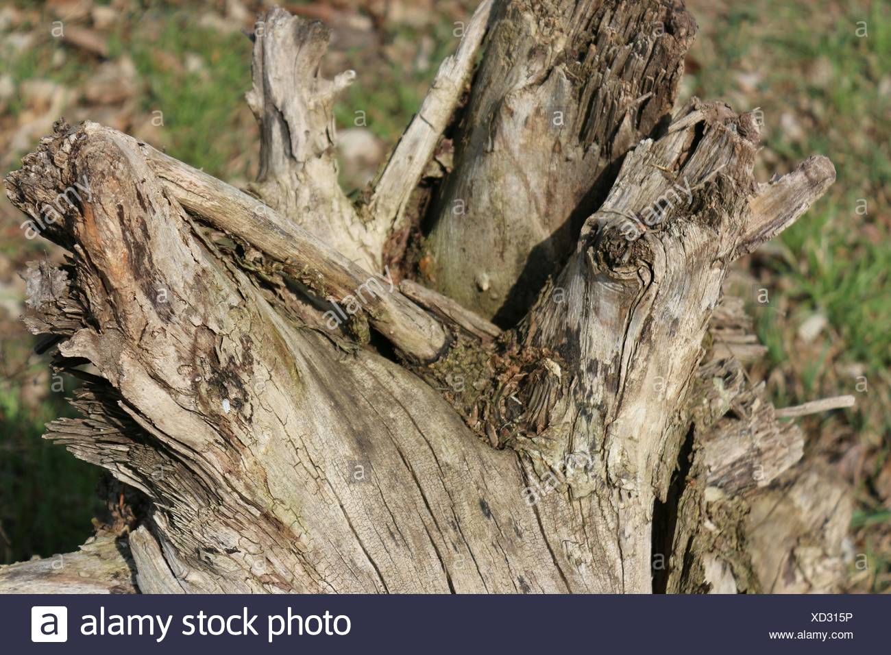 Chopped Tree Trunk High Resolution Stock Photography and Images - Alamy