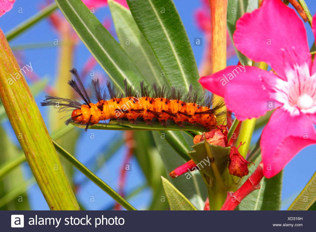 Syntomeida High Resolution Stock Photography and Images - Alamy